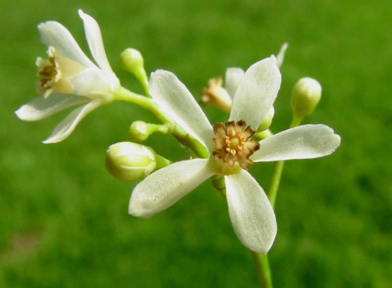 15 beneficios para la salud de la flor de neem - Salud teu